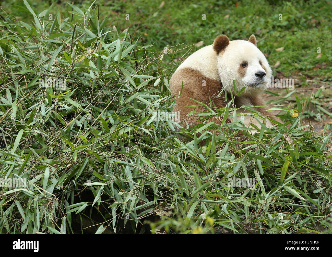 Foping, China's Shaanxi Province. 11th Oct, 2016. Six-year-old brown ...