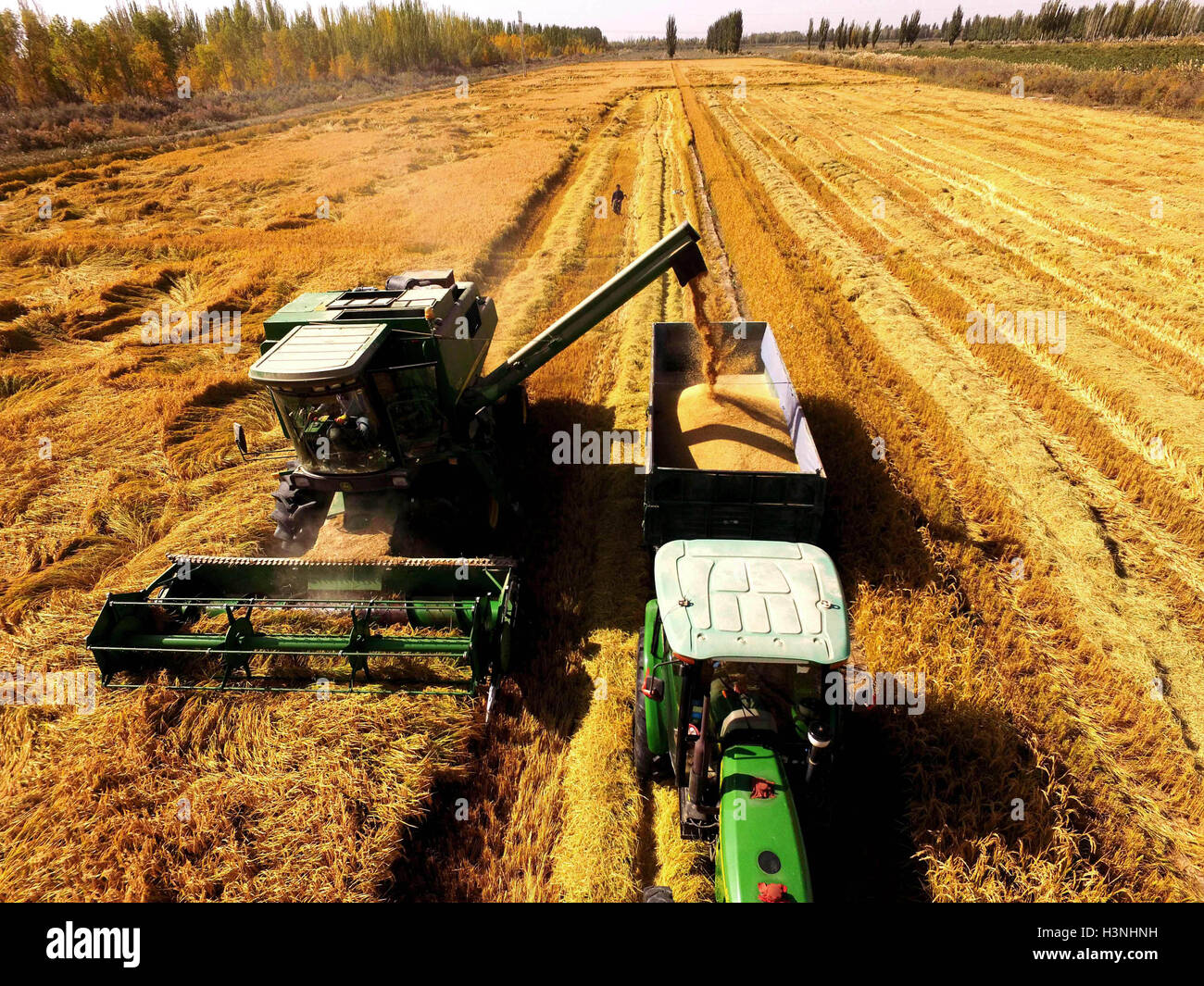 Rice corps hi-res stock photography and images - Alamy