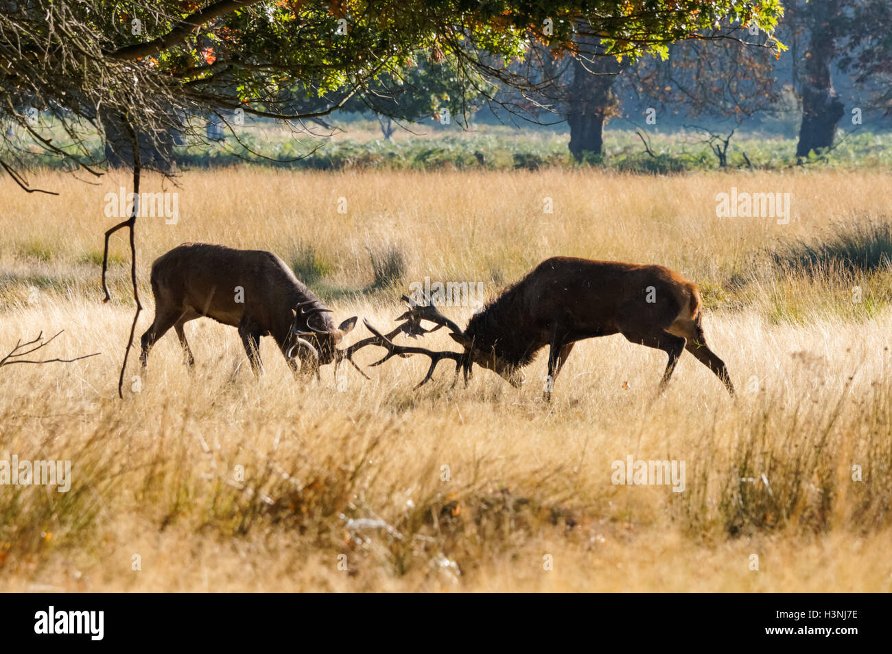 Red deer in the fight hi-res stock photography and images - Alamy