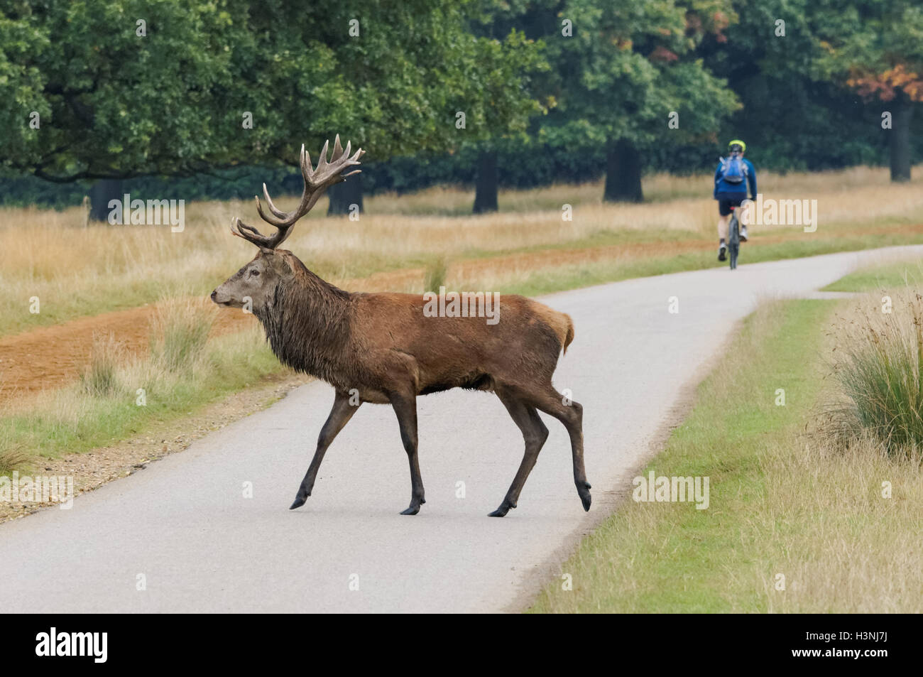 Richmond deer cyclist hi-res stock photography and images - Alamy