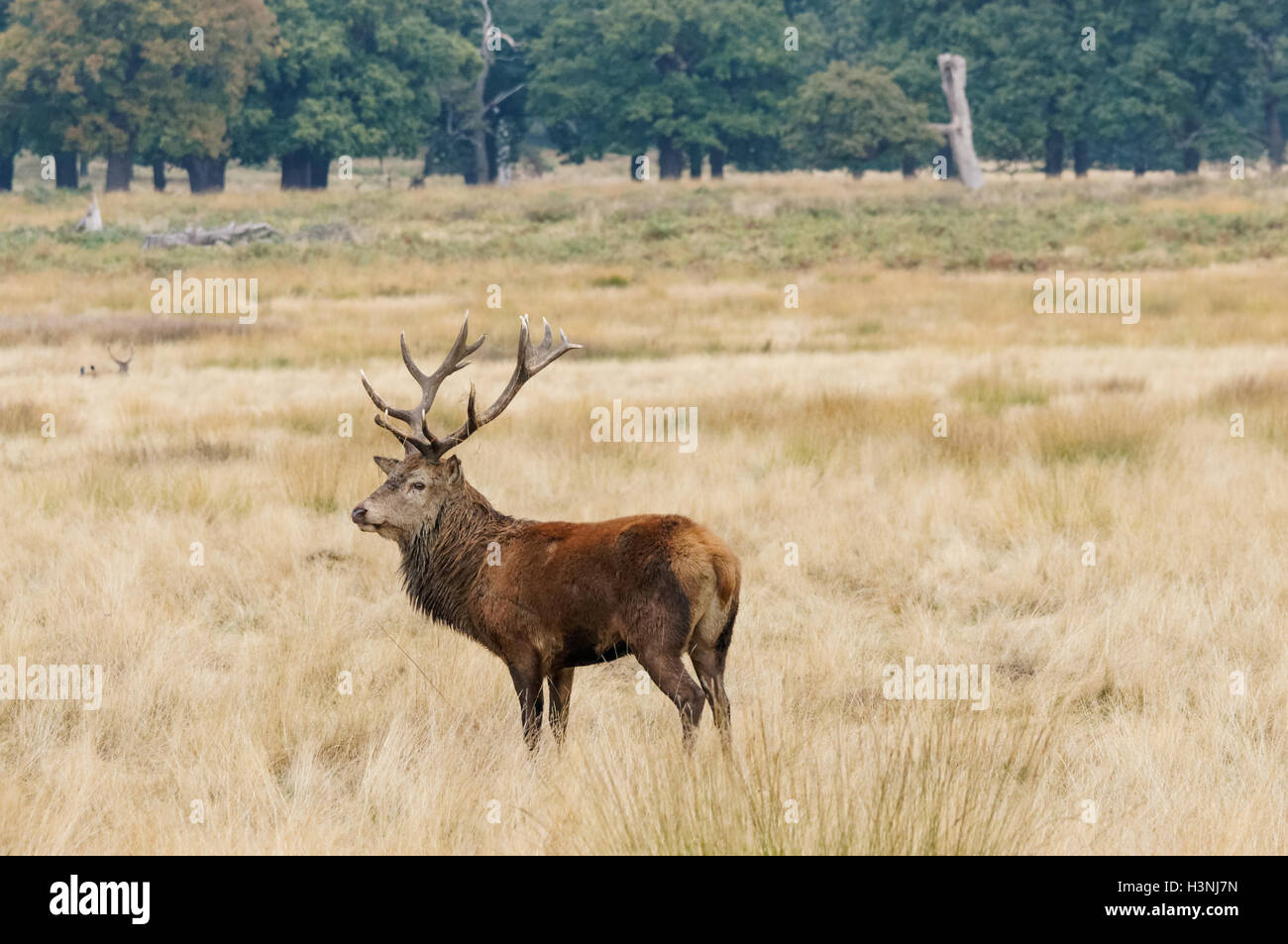 Red deer stag in Richmond Park, London England United Kingdom UK Stock ...