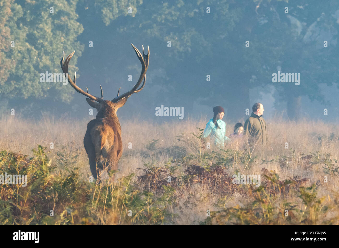 People enjoying misty morning in Richmond Park, London England United ...
