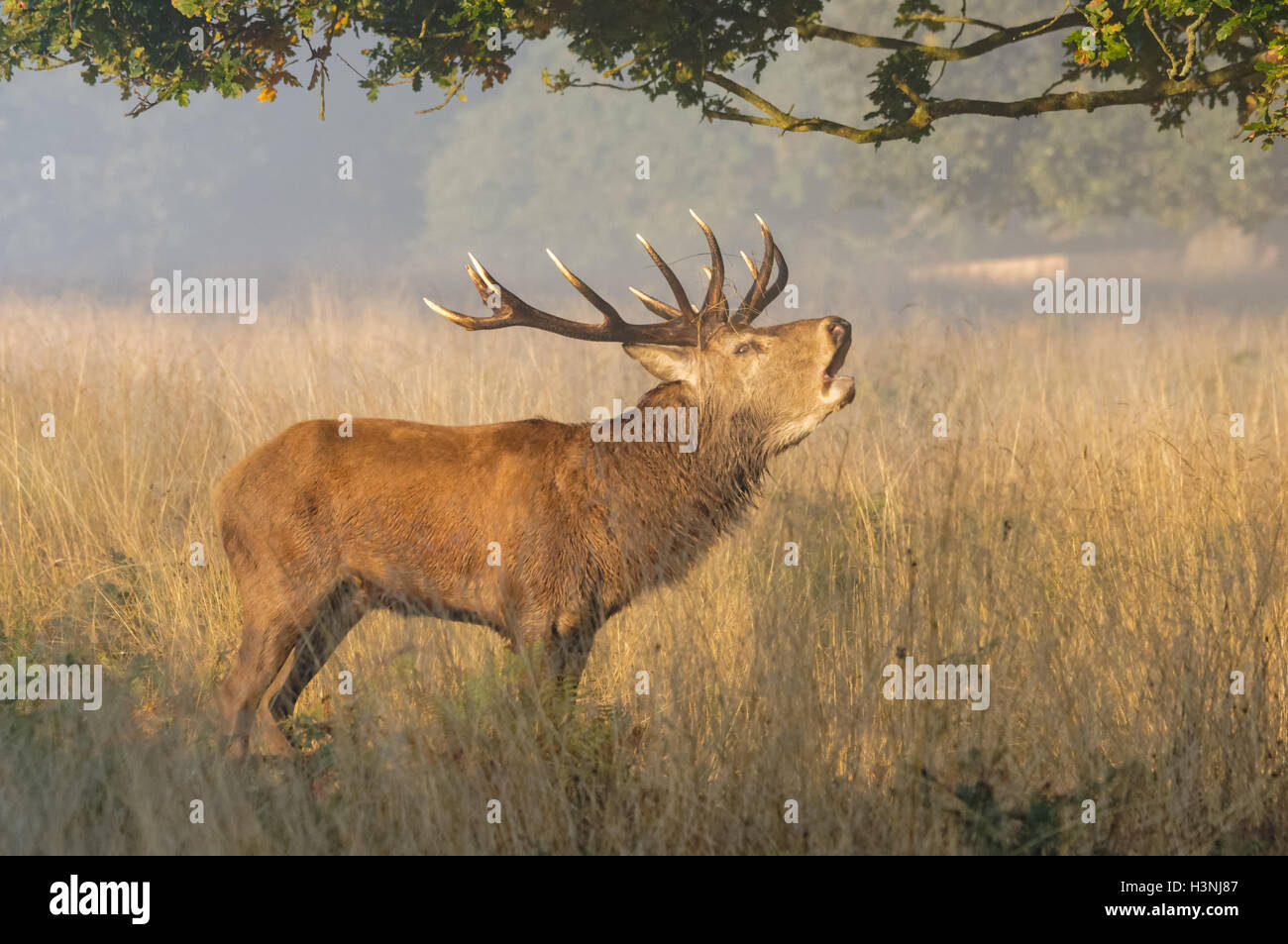 Red deer stag roaring in the misty morning Stock Photo - Alamy