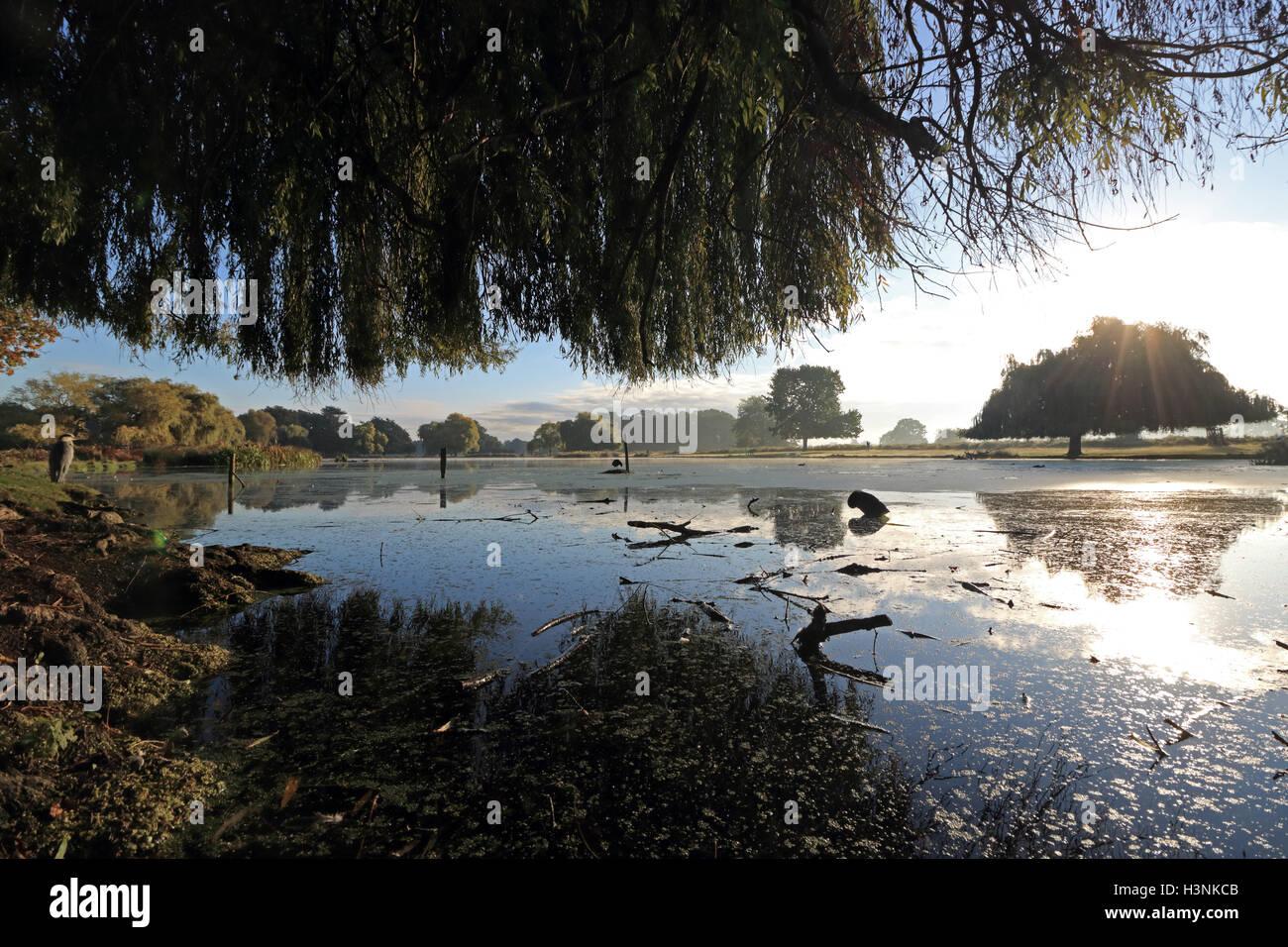 Bushy Park, London, UK. 11th October 2016. After chilly overnight temperatures it was a misty ...