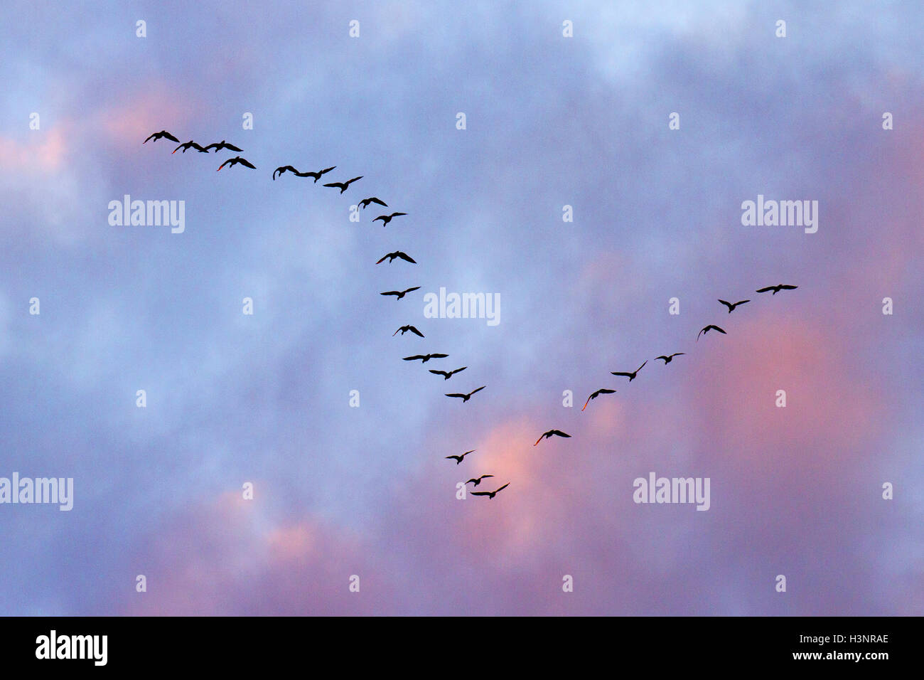 Echelon flight formation hi-res stock photography and images - Alamy