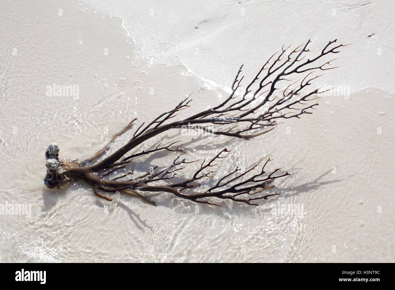 Tree branch washed up on beach Stock Photo - Alamy