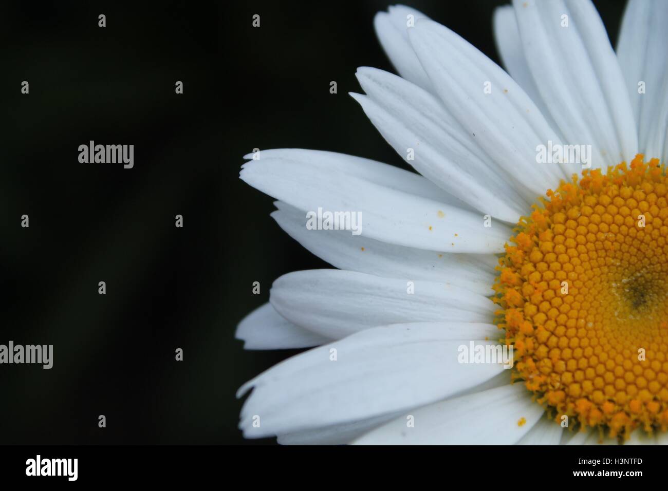 Beautiful daisy flower Stock Photo - Alamy
