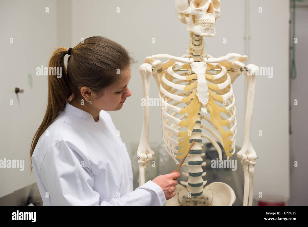 Doctor skeleton anatomy hi-res stock photography and images - Alamy