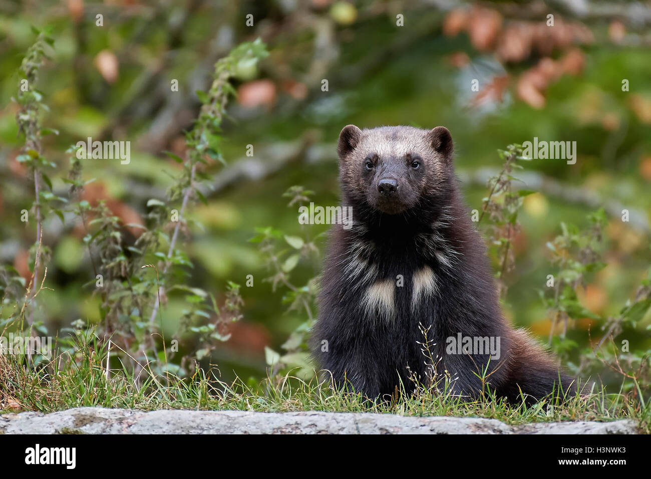 Wolverine resting with vegetaion in the background Stock Photo - Alamy