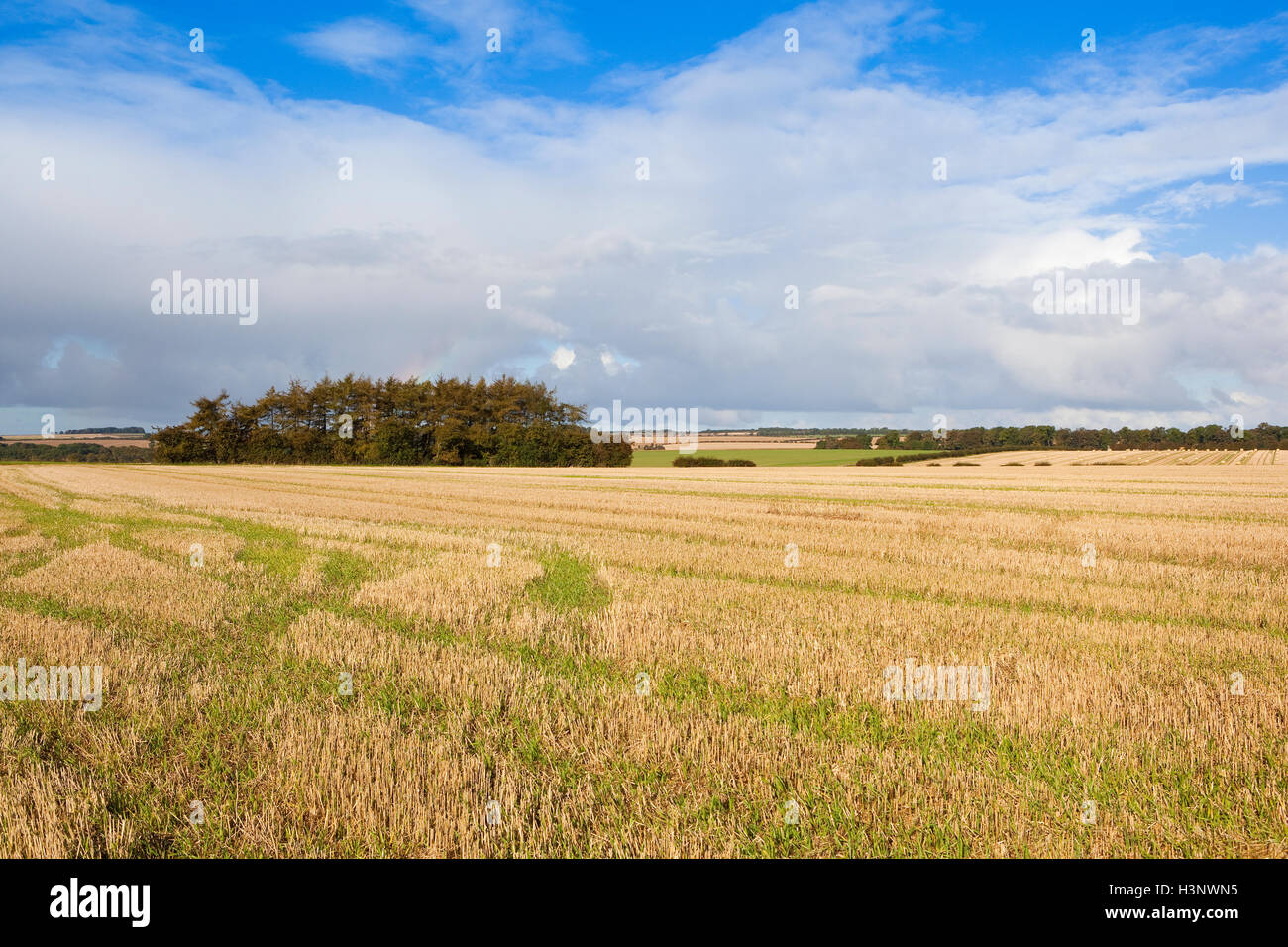 Patterns and texture of a stubble field by a Larch copse under a blue ...