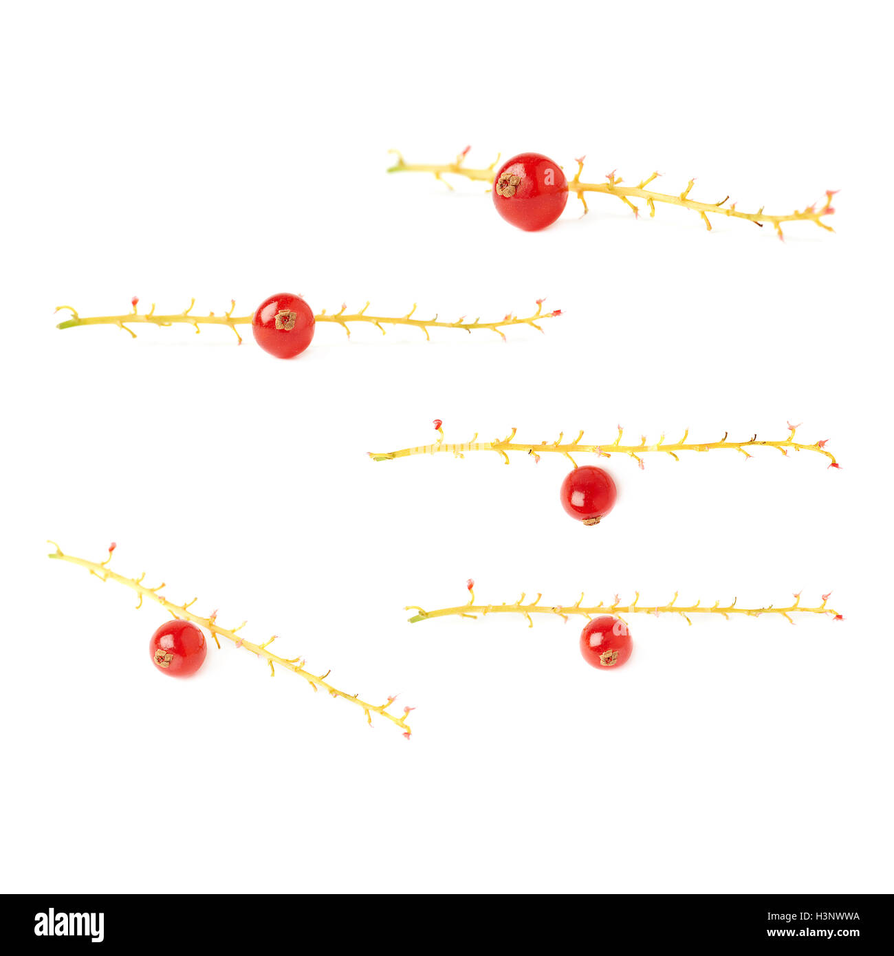 Set of Single berry of Red Currant on branch isolated over white ...