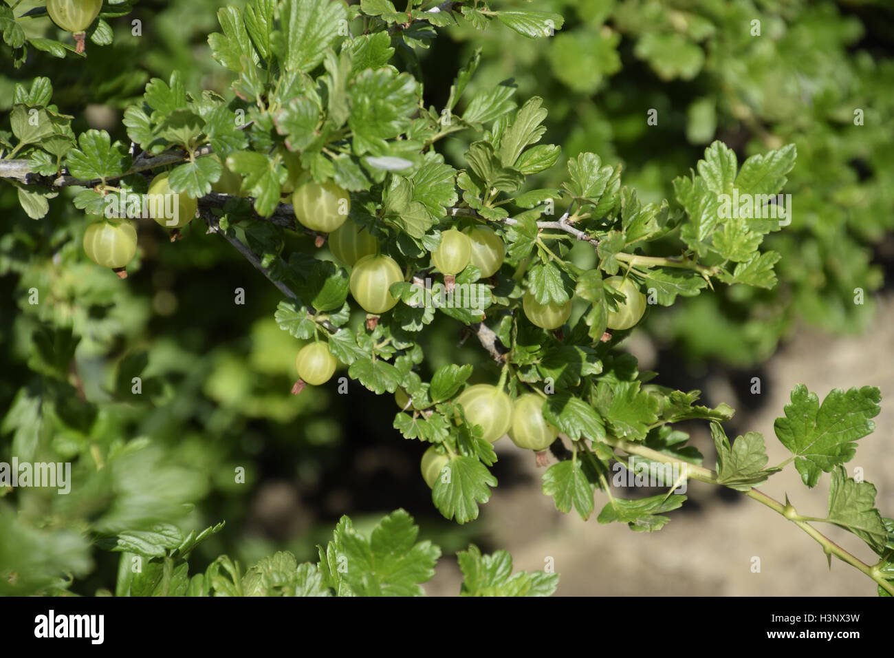 Gooseberries in the garden on a bed. Young leaves of gooseberry Stock ...