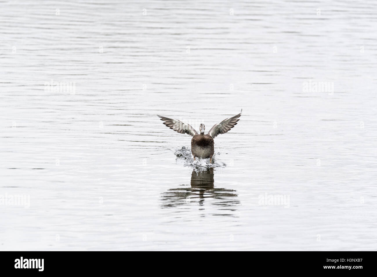 A duck landing on water Stock Photo - Alamy