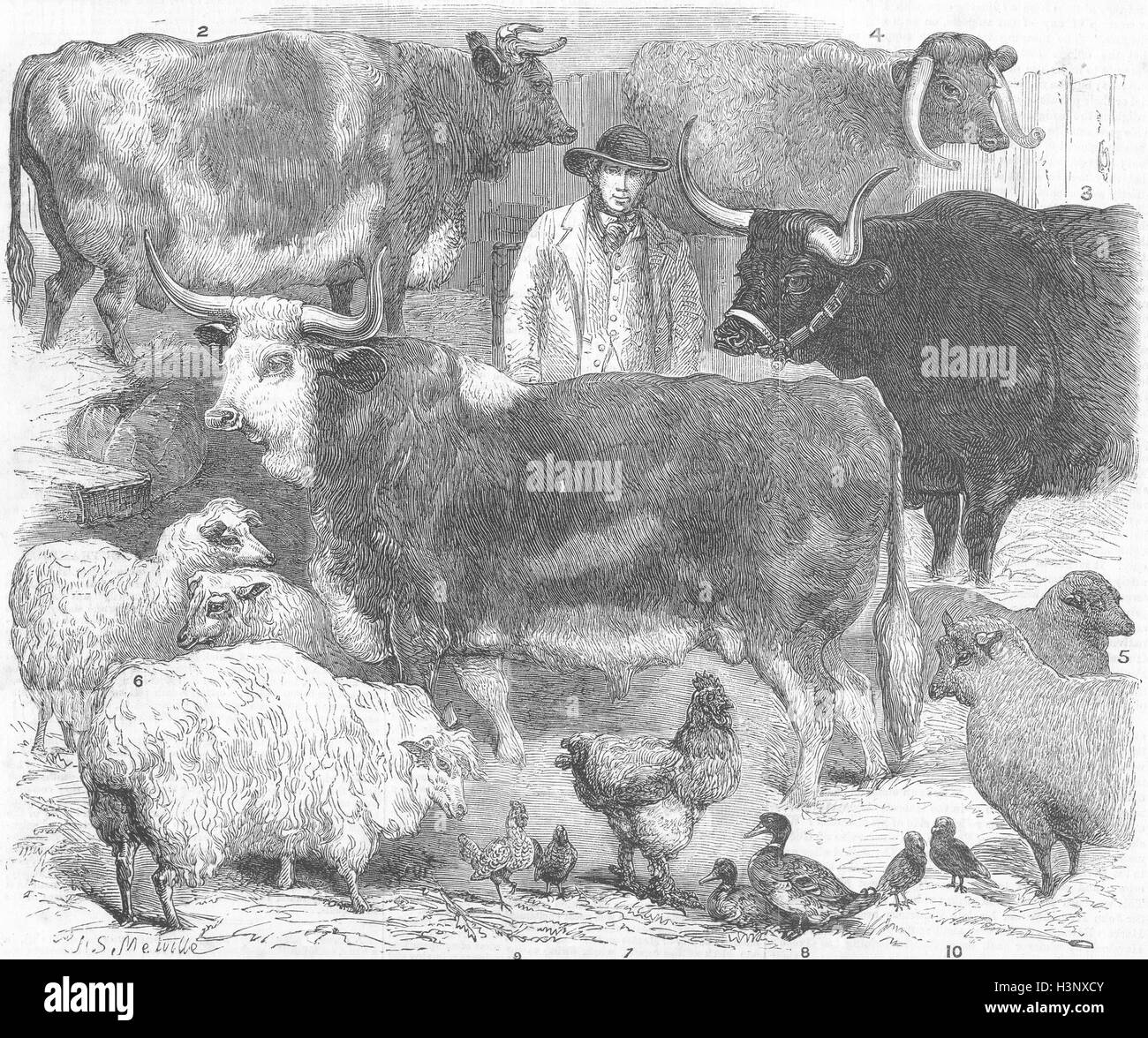 BIRMINGHAM cows & poultry show prize, sheep &- 1858. Illustrated News ...