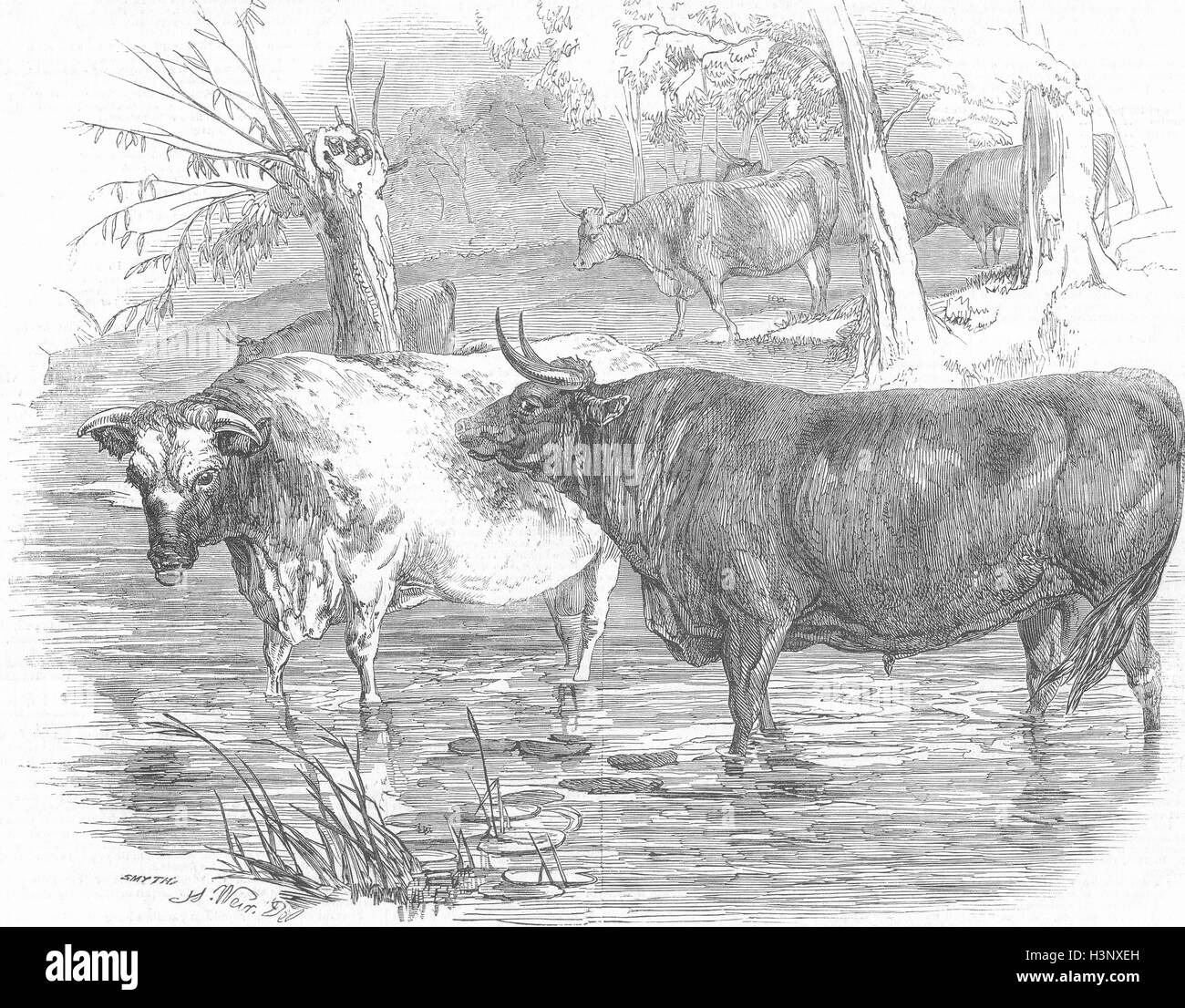 Short horn hi-res stock photography and images - Alamy