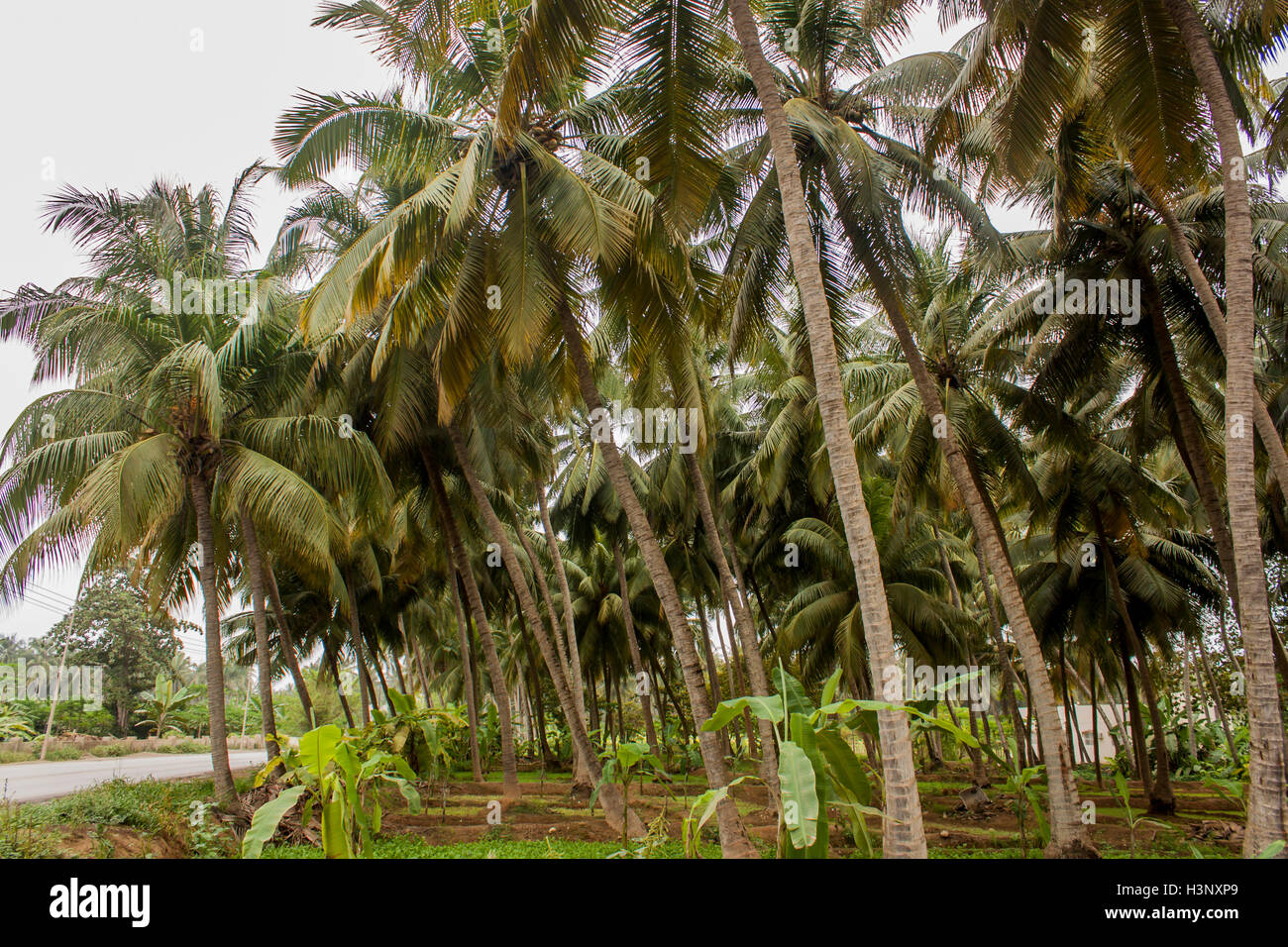 View at coconut palms and banana trees in Salalah, Oman Stock Photo - Alamy