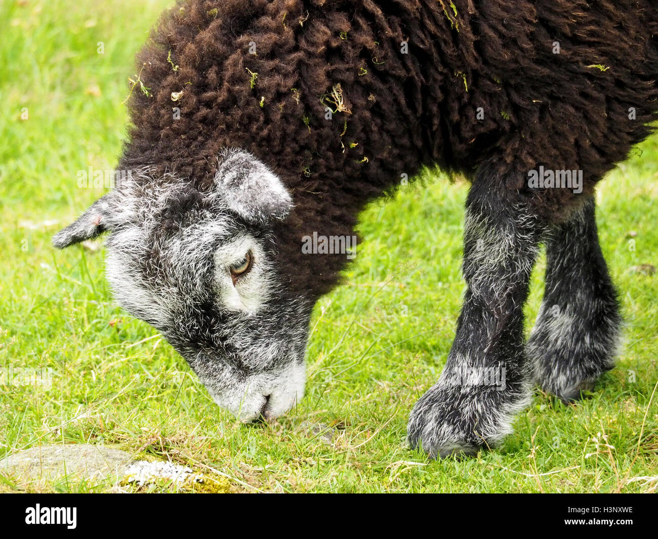 Young herdwick hi-res stock photography and images - Alamy