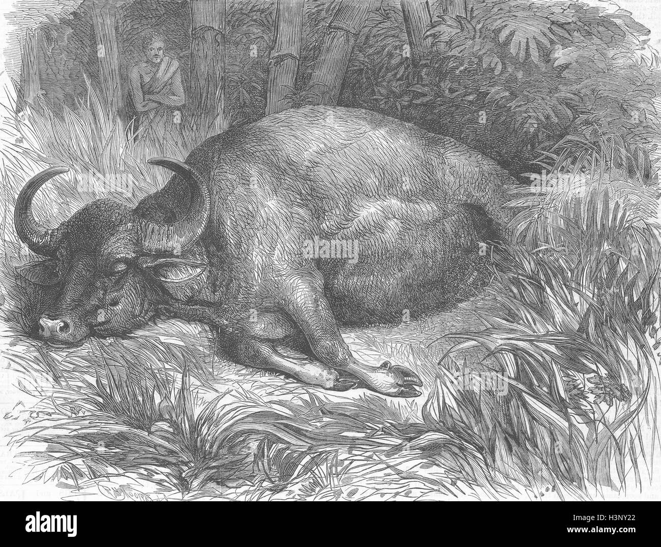 INDIA Bison shot, foot of Nilgiri Hills, Chennai 1878. Illustrated ...