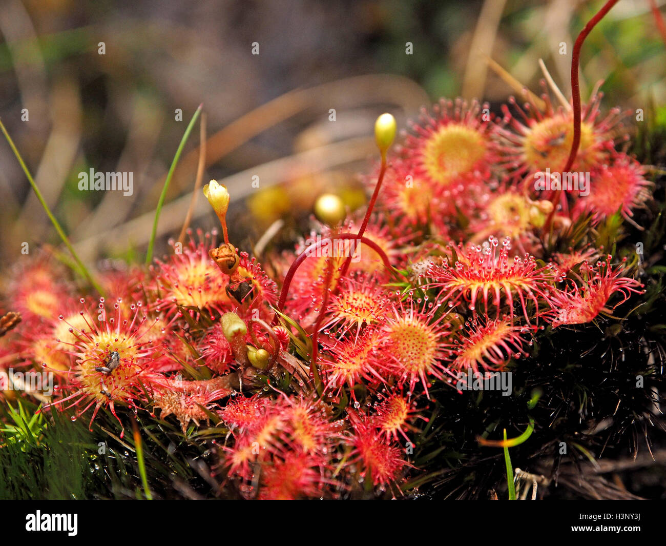 wild carnivorous Round-leaved Sundew plant (Drosera rotundifolia) with ...
