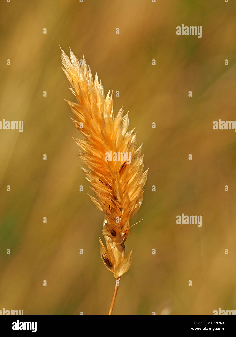 golden dry seedhead of Anthoxanthum odoratum, aka sweet vernal grass ...