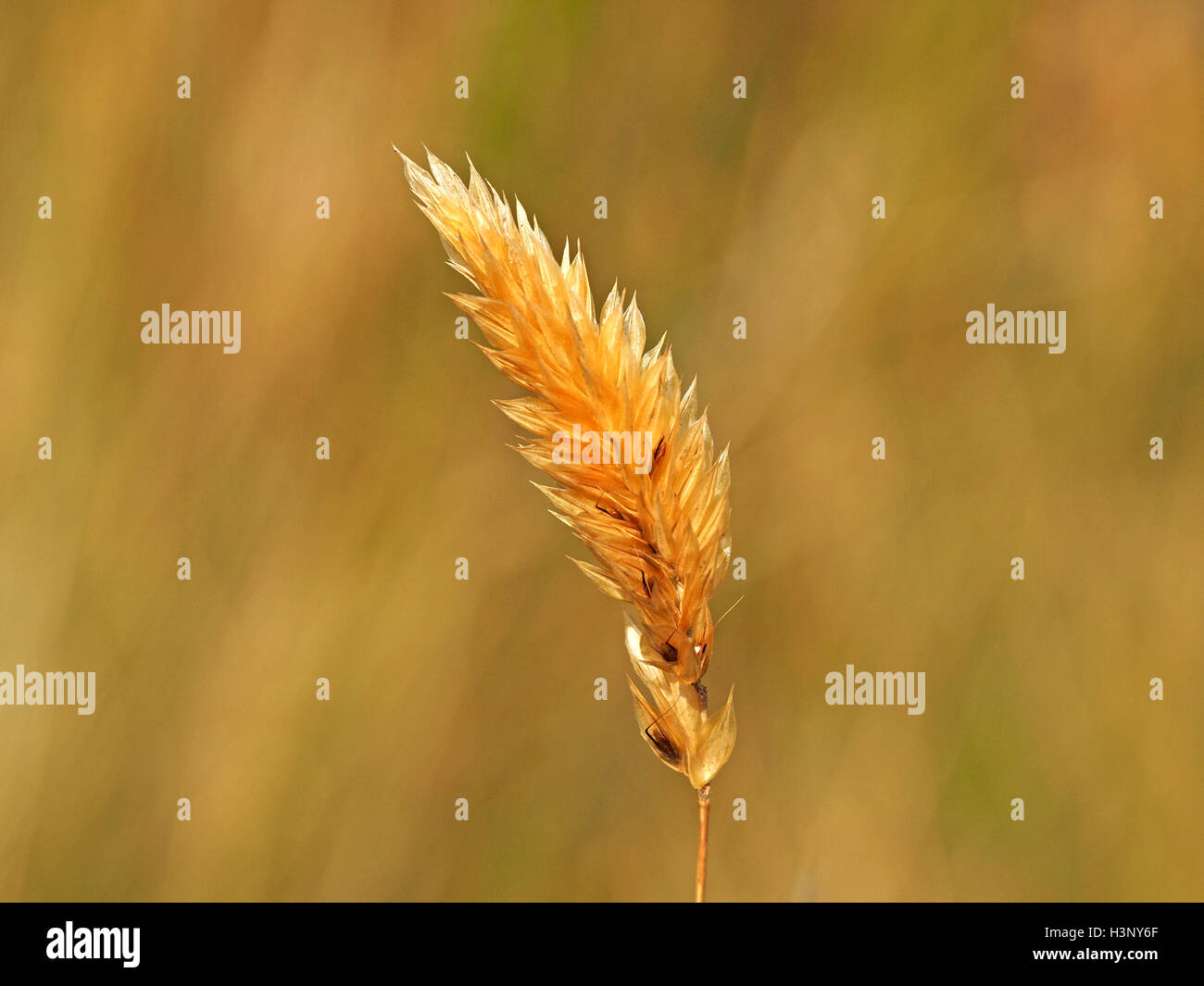 golden dry seedhead of Anthoxanthum odoratum, aka sweet vernal grass ...