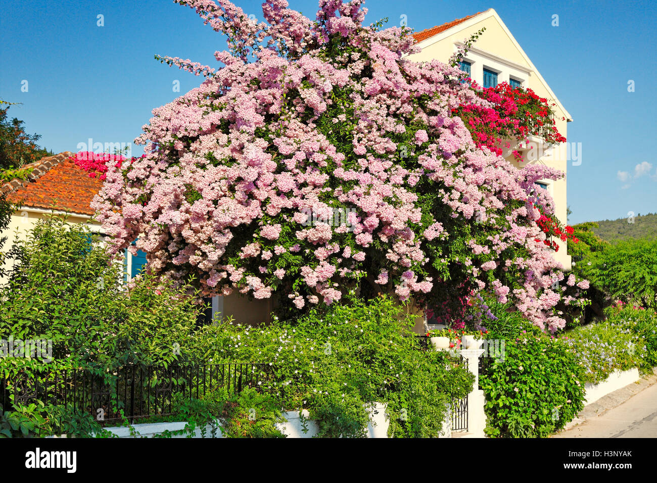 Flowers in greece hi-res stock photography and images - Alamy
