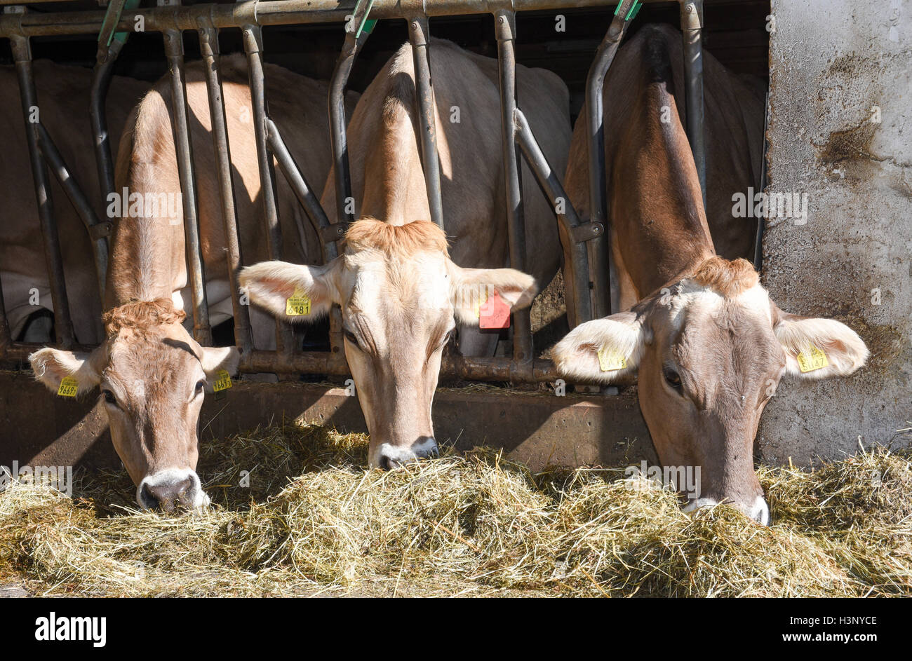 Brown swiss cows hi-res stock photography and images - Alamy