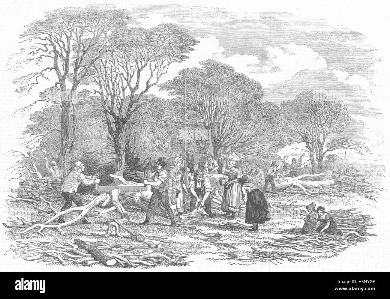 FARMING Agricultural pictures-Lopping timber 1846. Illustrated London ...