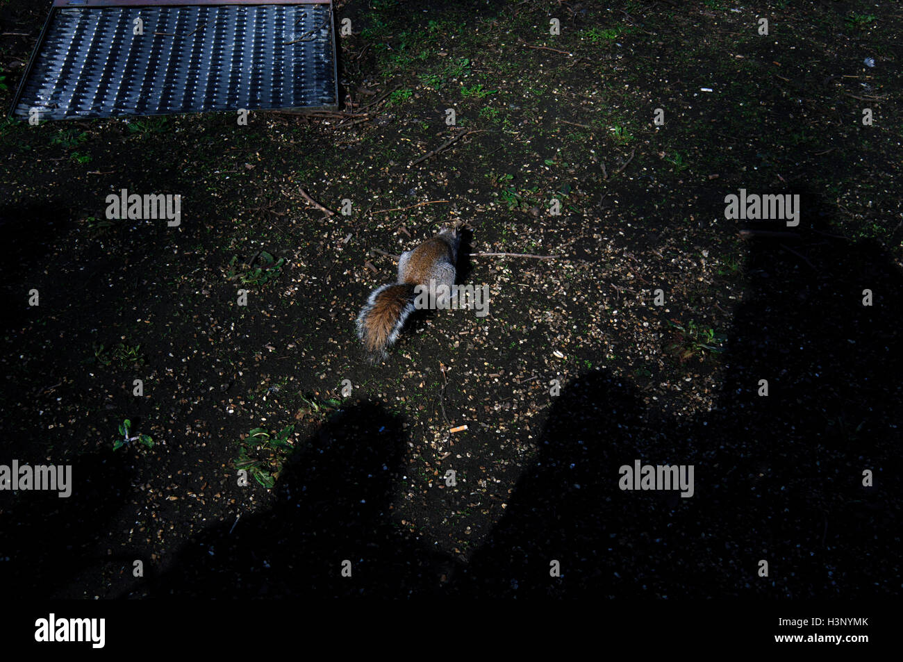 Squirrel escaping hi-res stock photography and images - Alamy