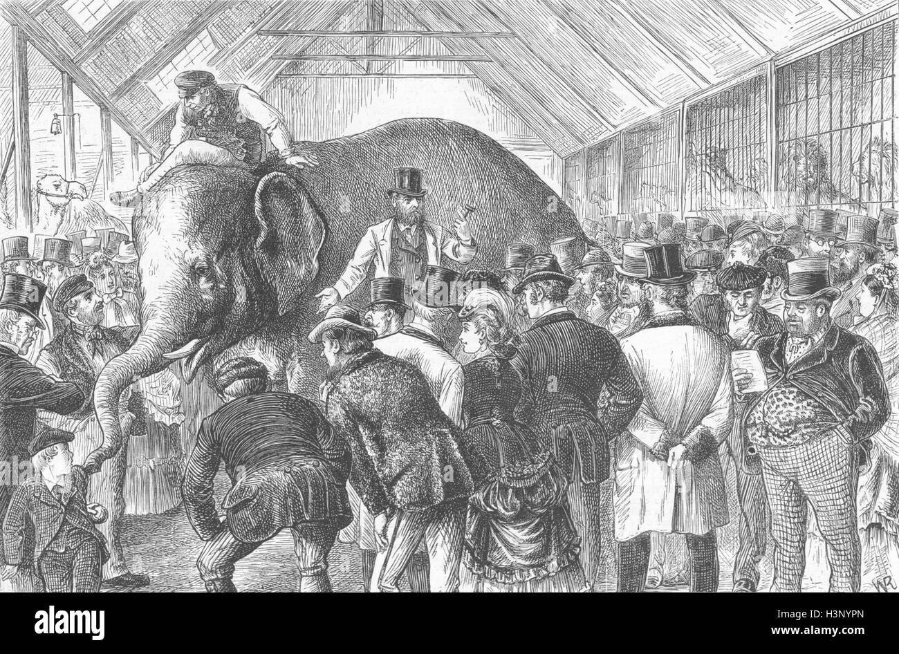 ELEPHANTS Sale Menagerie Knocking down elephant 1872. The Graphic Stock ...