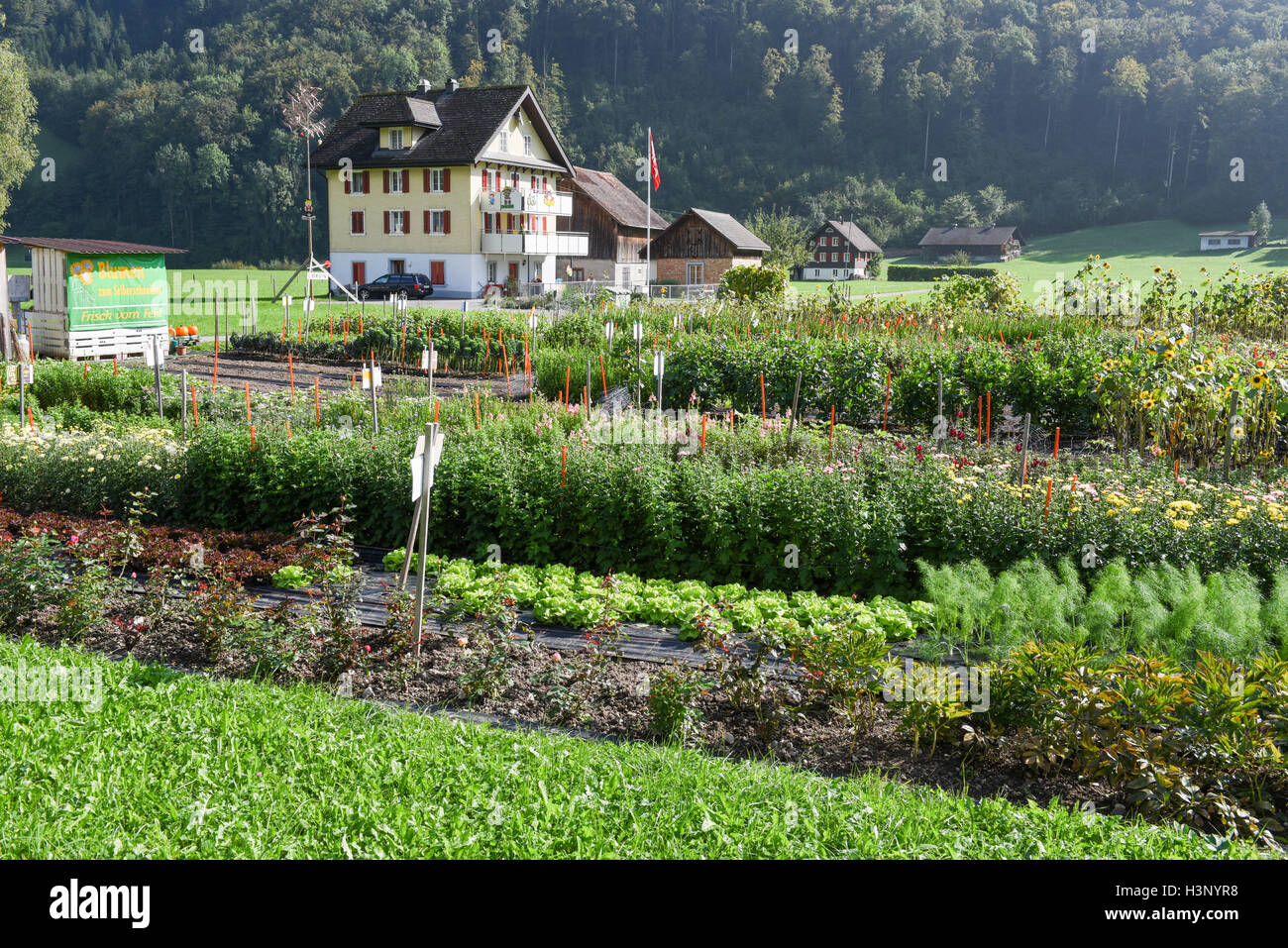 Wolfenschiessen, Switzerland - 24 September 2016: flower field of a ...