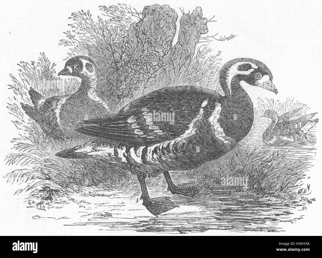 BIRDS Red-breasted goose-Anser(Bernicla)Ruficollis 1859. Illustrated ...