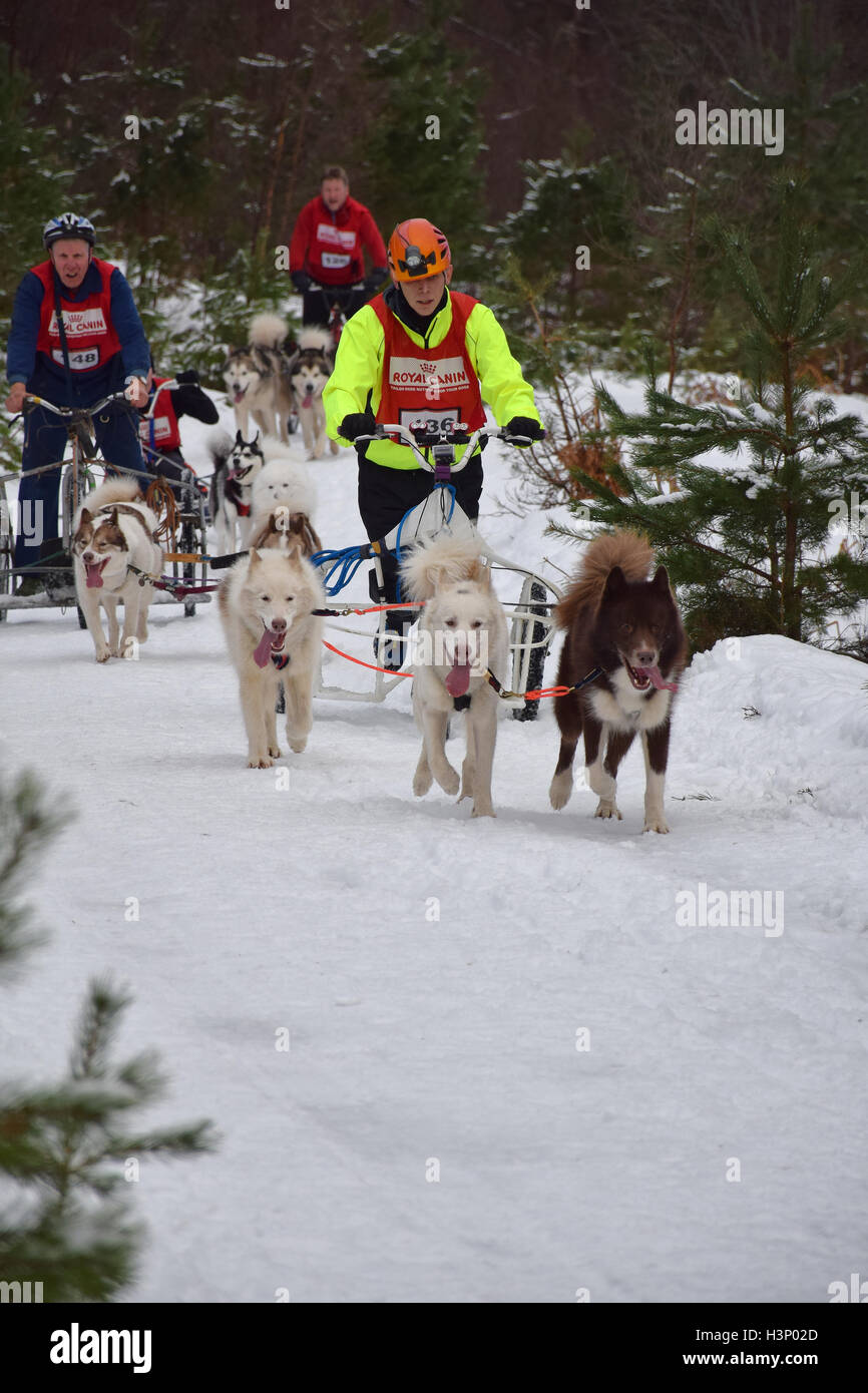 Dogs pulling racing sled Stock Photo - Alamy
