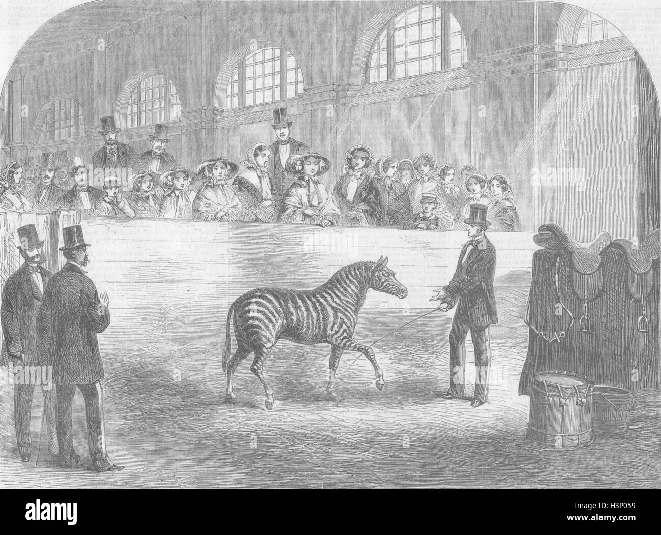 Tamed animals Black and White Stock Photos & Images - Alamy