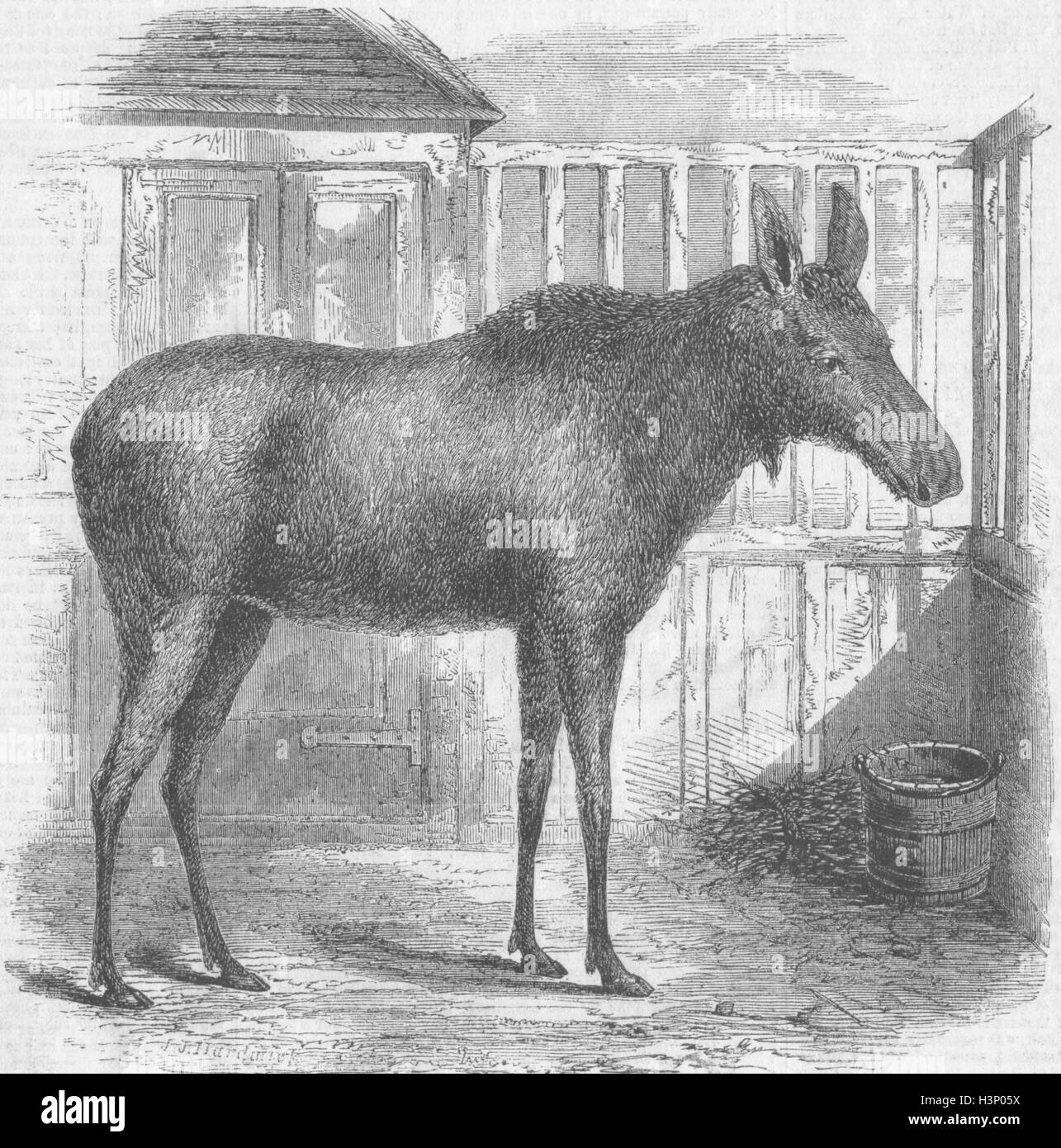 Female Moose Drawing