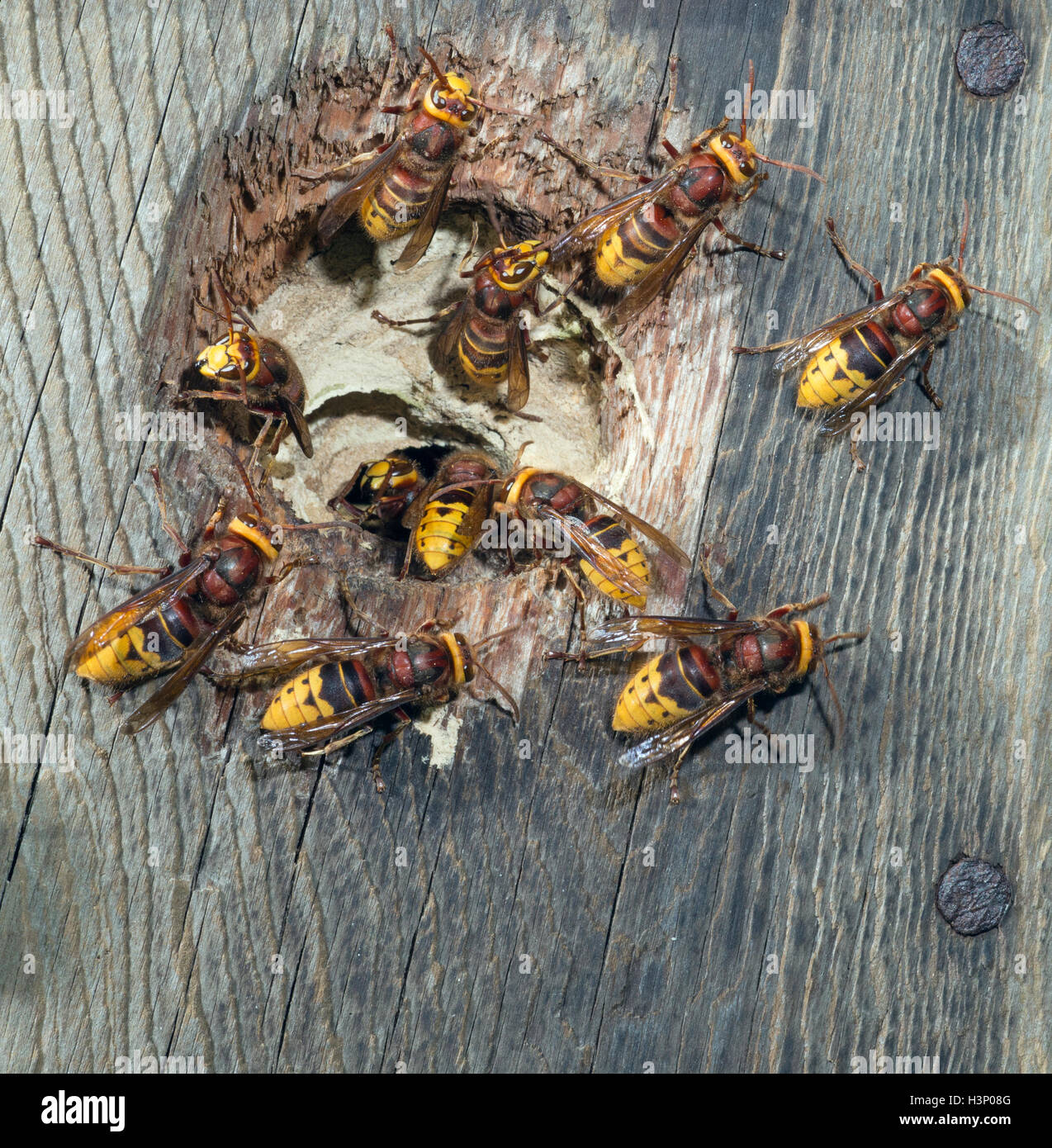 Nesting predator hi-res stock photography and images - Alamy