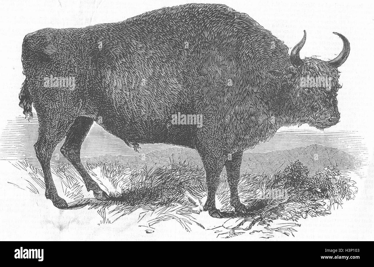 LONDON European Bison, British Museum 1845. Illustrated London News ...