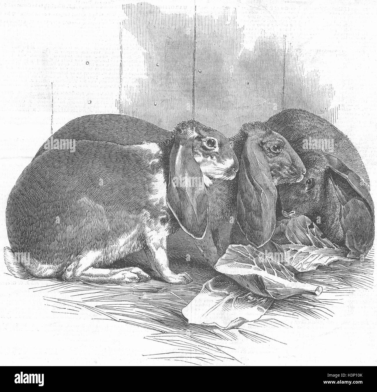 Fancy rabbits hi-res stock photography and images - Alamy