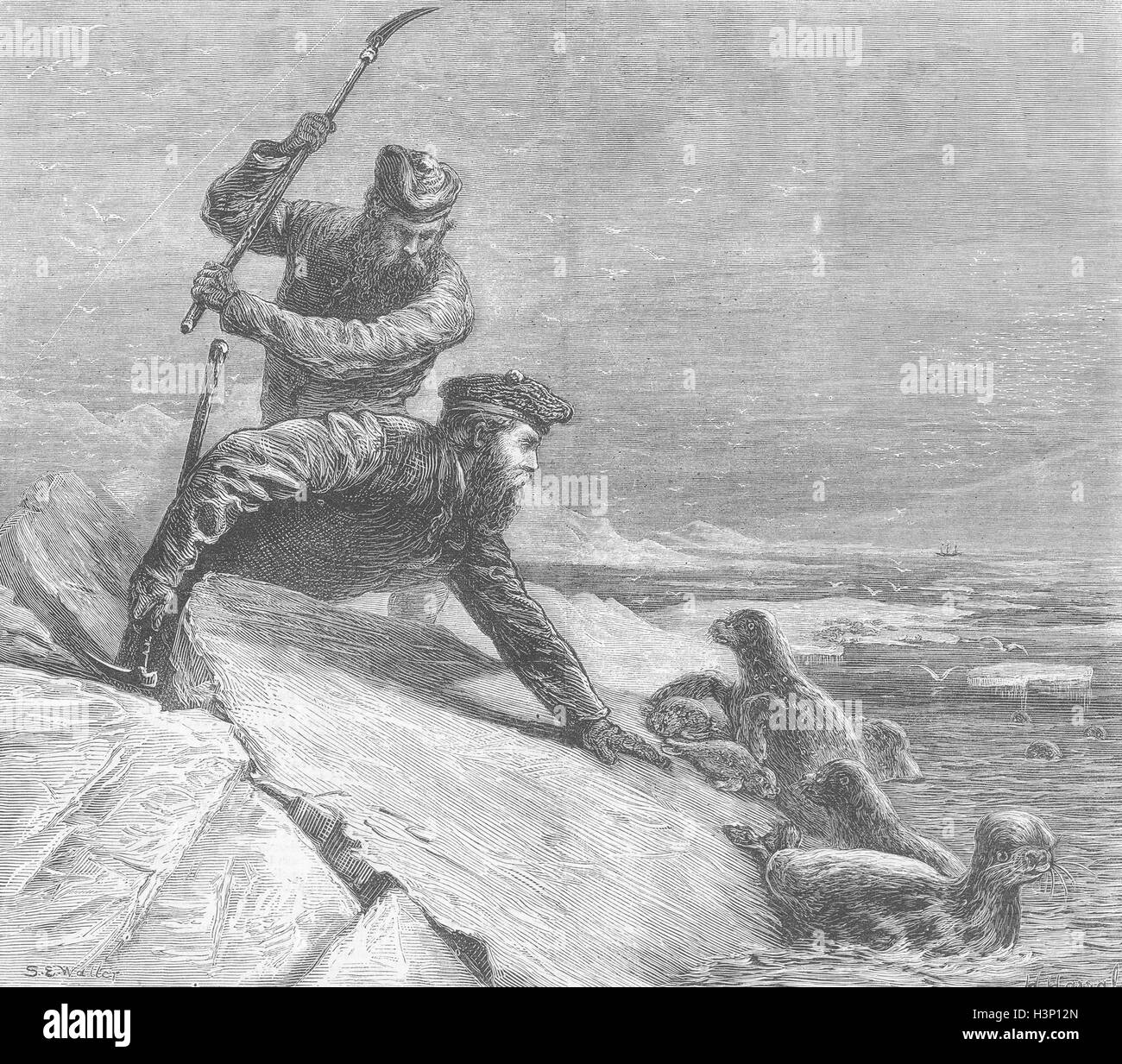 Arctic seals hunt* Black and White Stock Photos & Images - Alamy