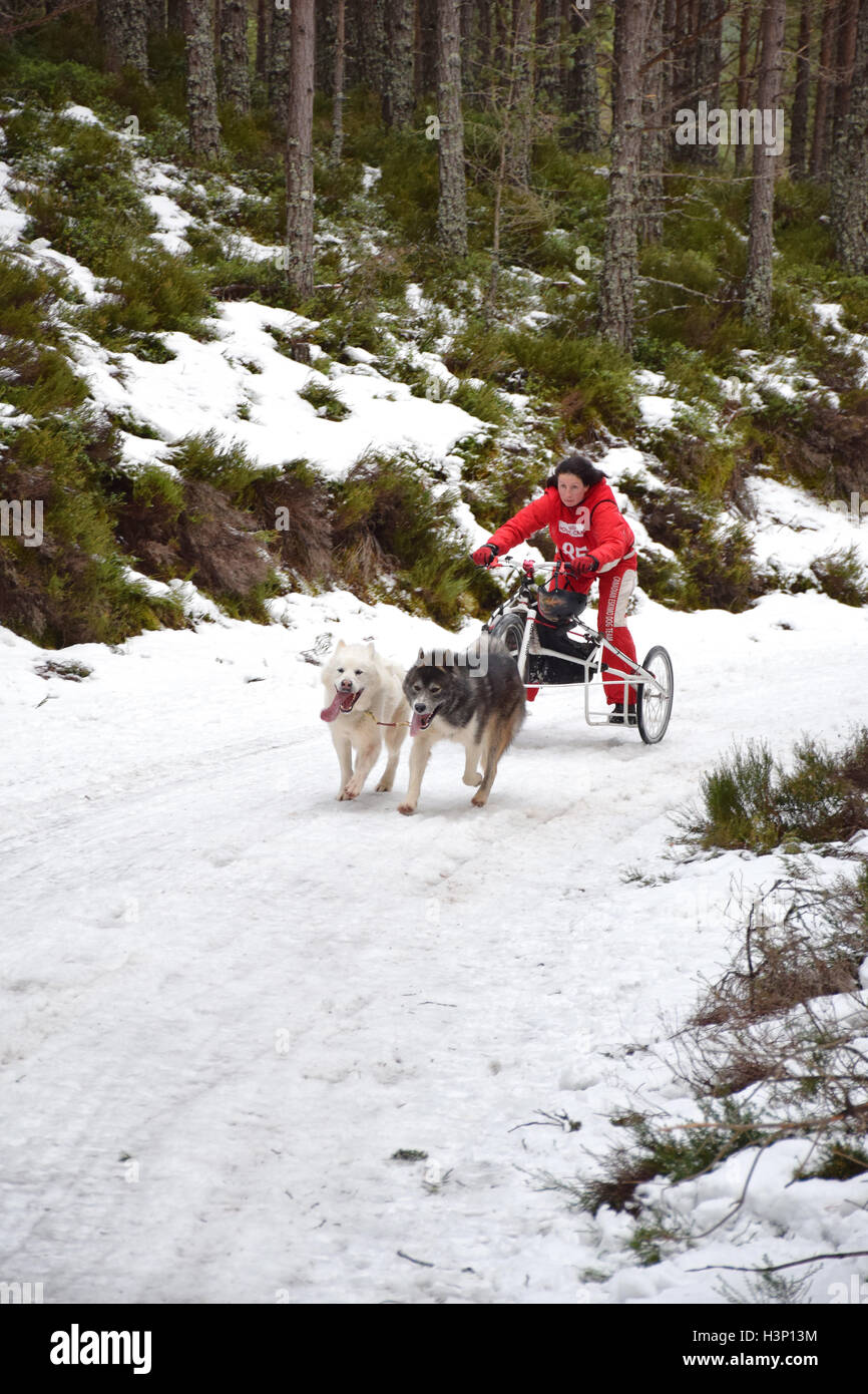 Dogs pulling racing sled Stock Photo - Alamy