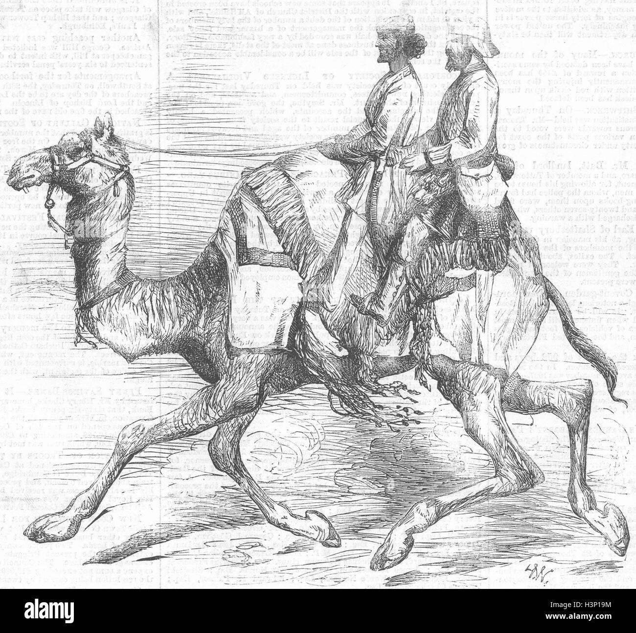 Camel corps hi-res stock photography and images - Alamy