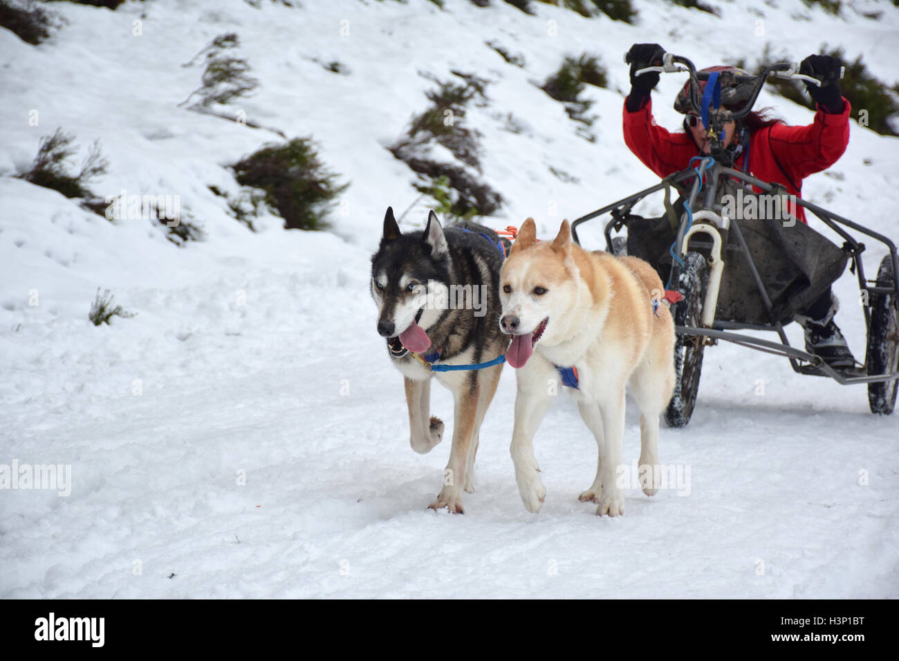 Dogs pulling racing sled Stock Photo - Alamy