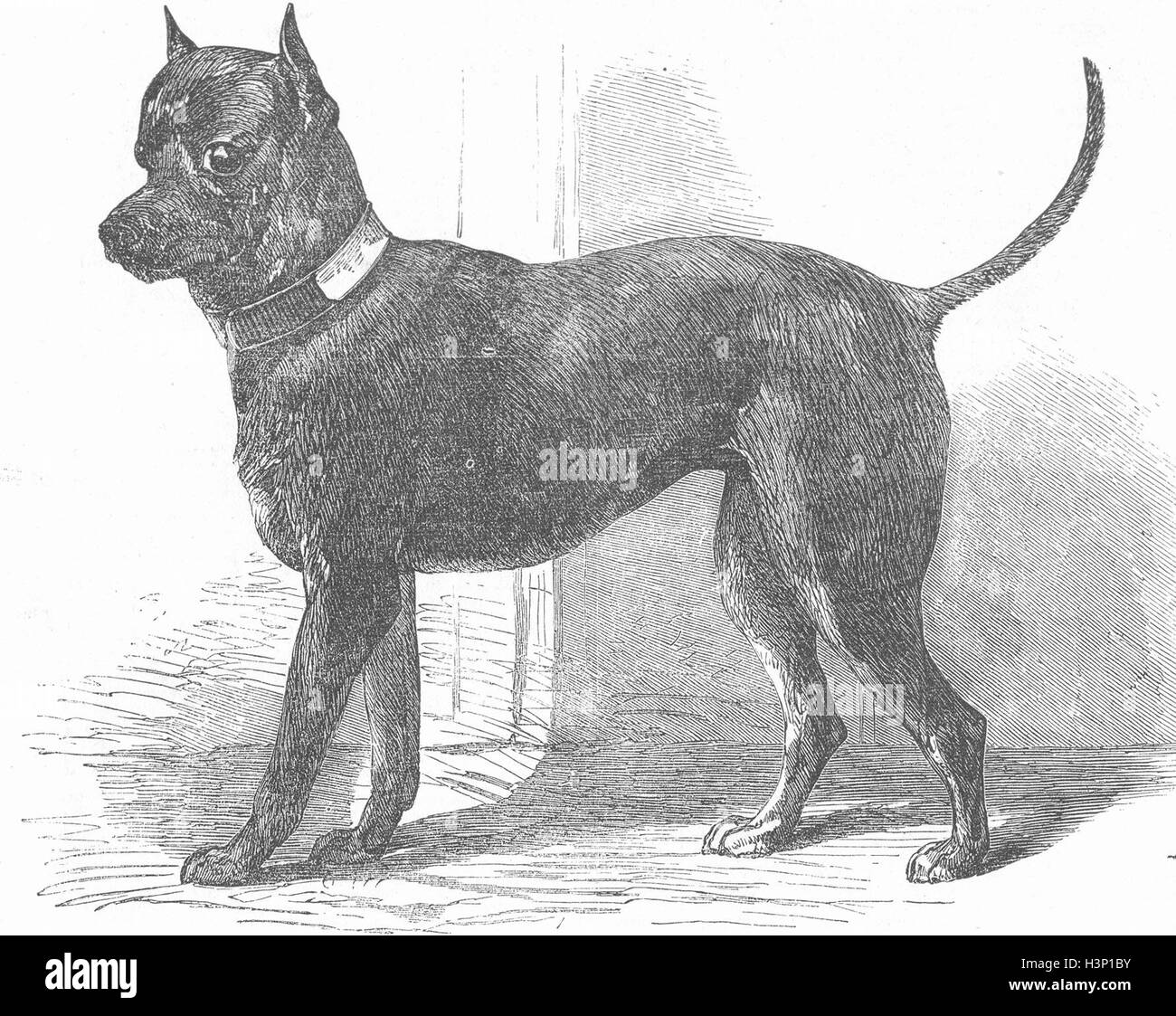DOGS Terrier(Life-)Great Exhibition 1851. Illustrated London News Stock ...