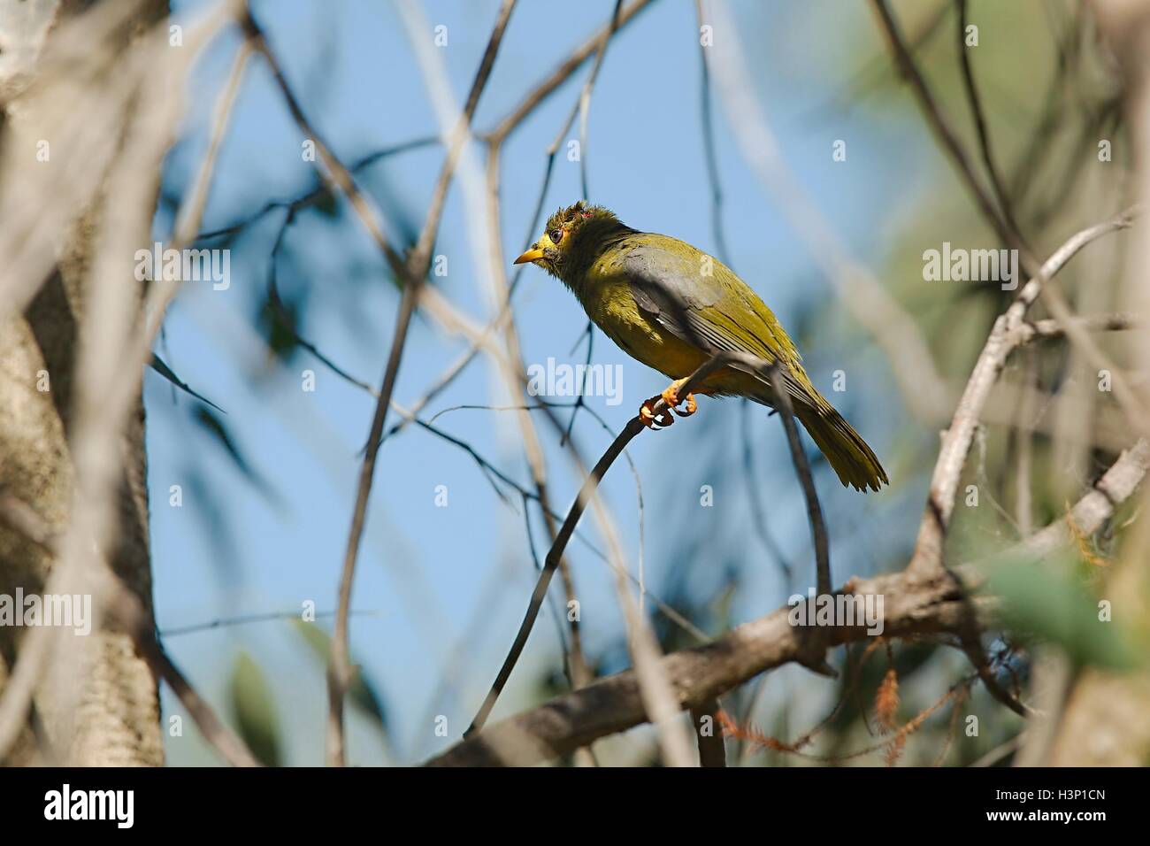 Bellbird in the trees Stock Photo - Alamy