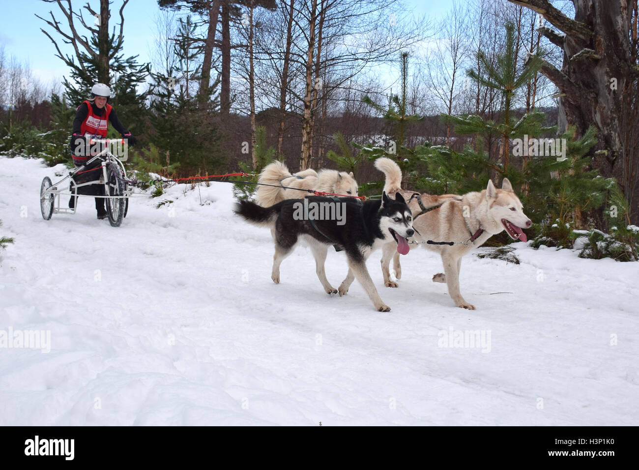 Dogs pulling racing sled Stock Photo - Alamy