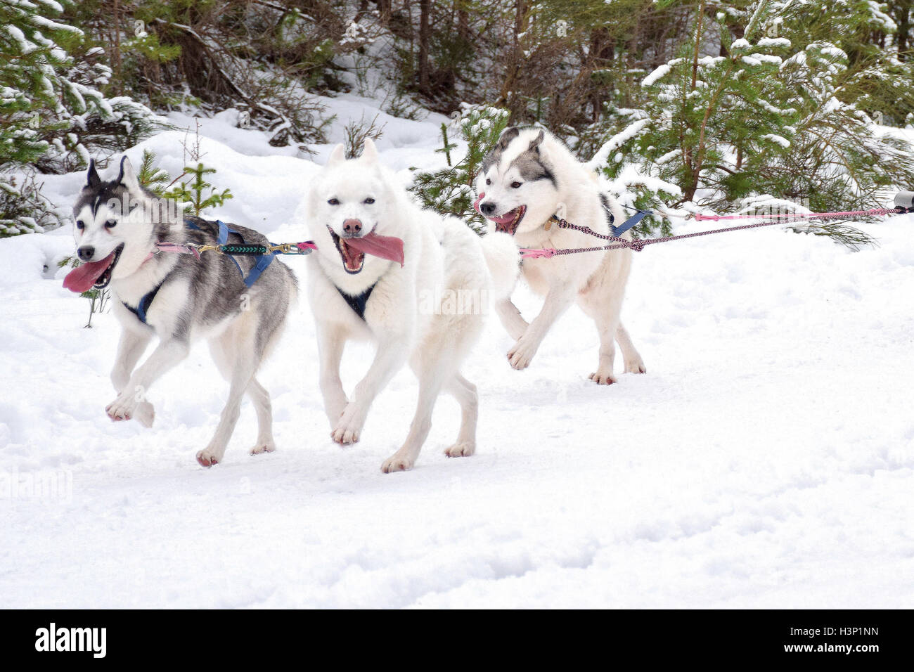 Sled Dogs in Snow Stock Photo - Alamy
