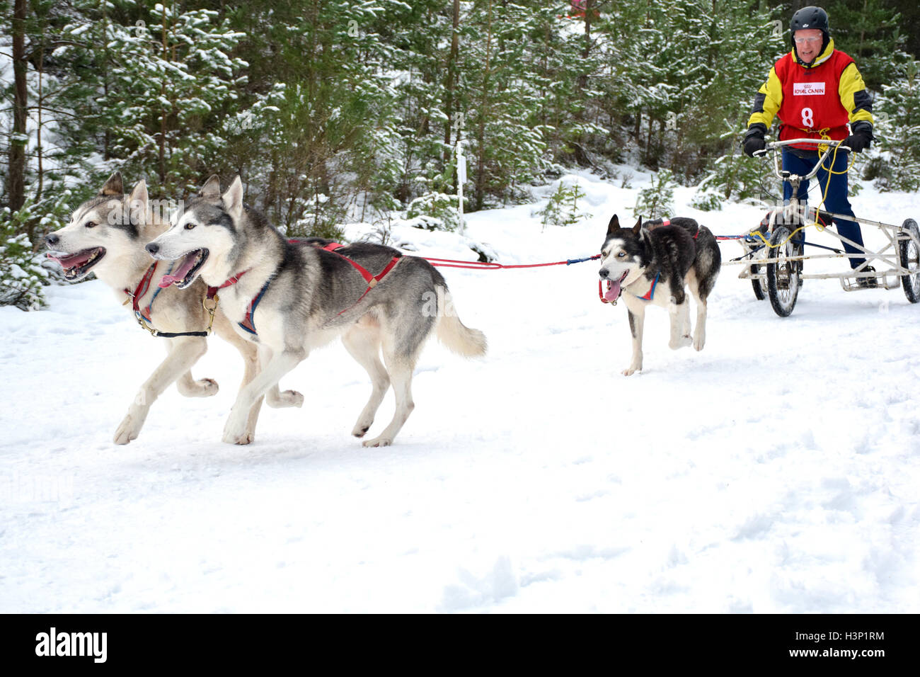 Dogs pulling racing sled Stock Photo - Alamy