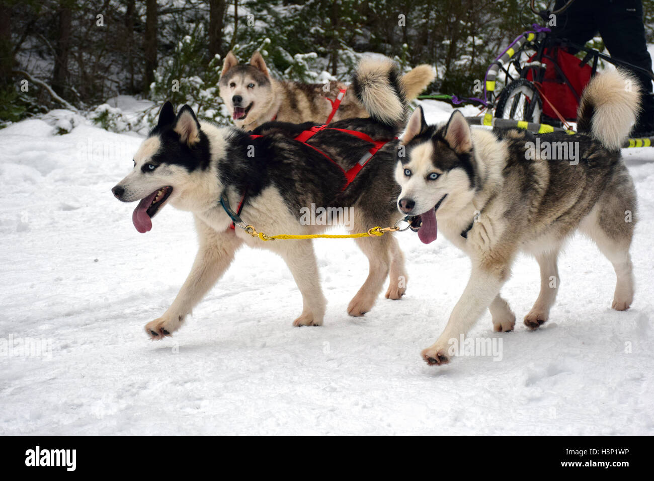 Sled Dogs in Snow Stock Photo - Alamy