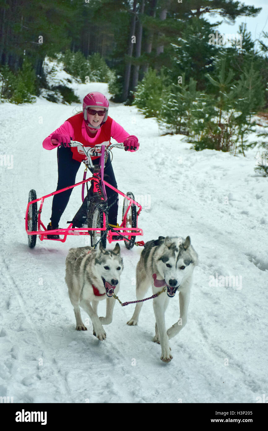 Dogs pulling racing sled Stock Photo - Alamy