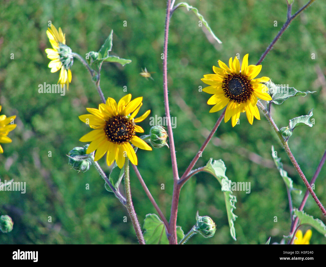 Flowers on sun hi-res stock photography and images - Alamy